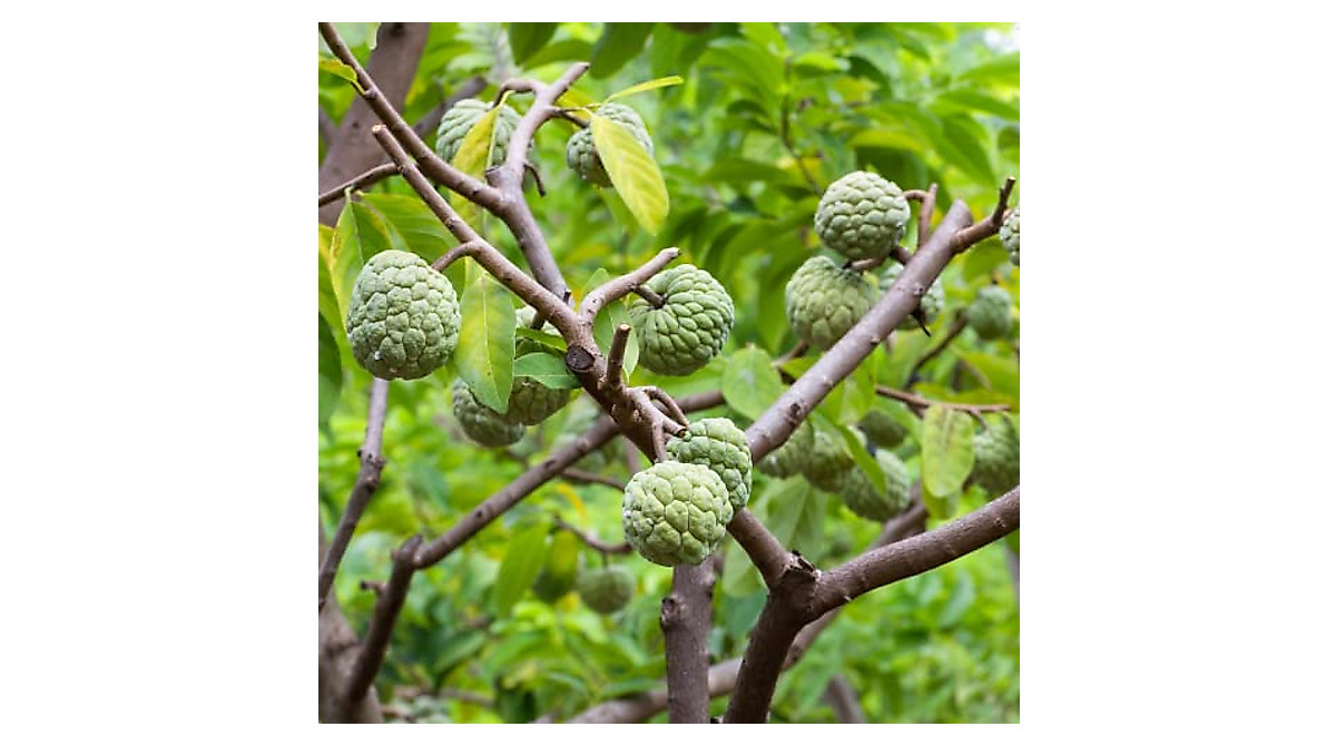 Buy Sugar Apple Tree - 8" Tall Live Plant for Home Garden