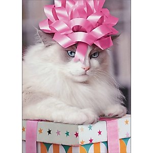 Avanti Press Cat Wearing Pink Bow on Head and Sitting on Present Funny/Humorous Feminine Birthday Card for Her : Women