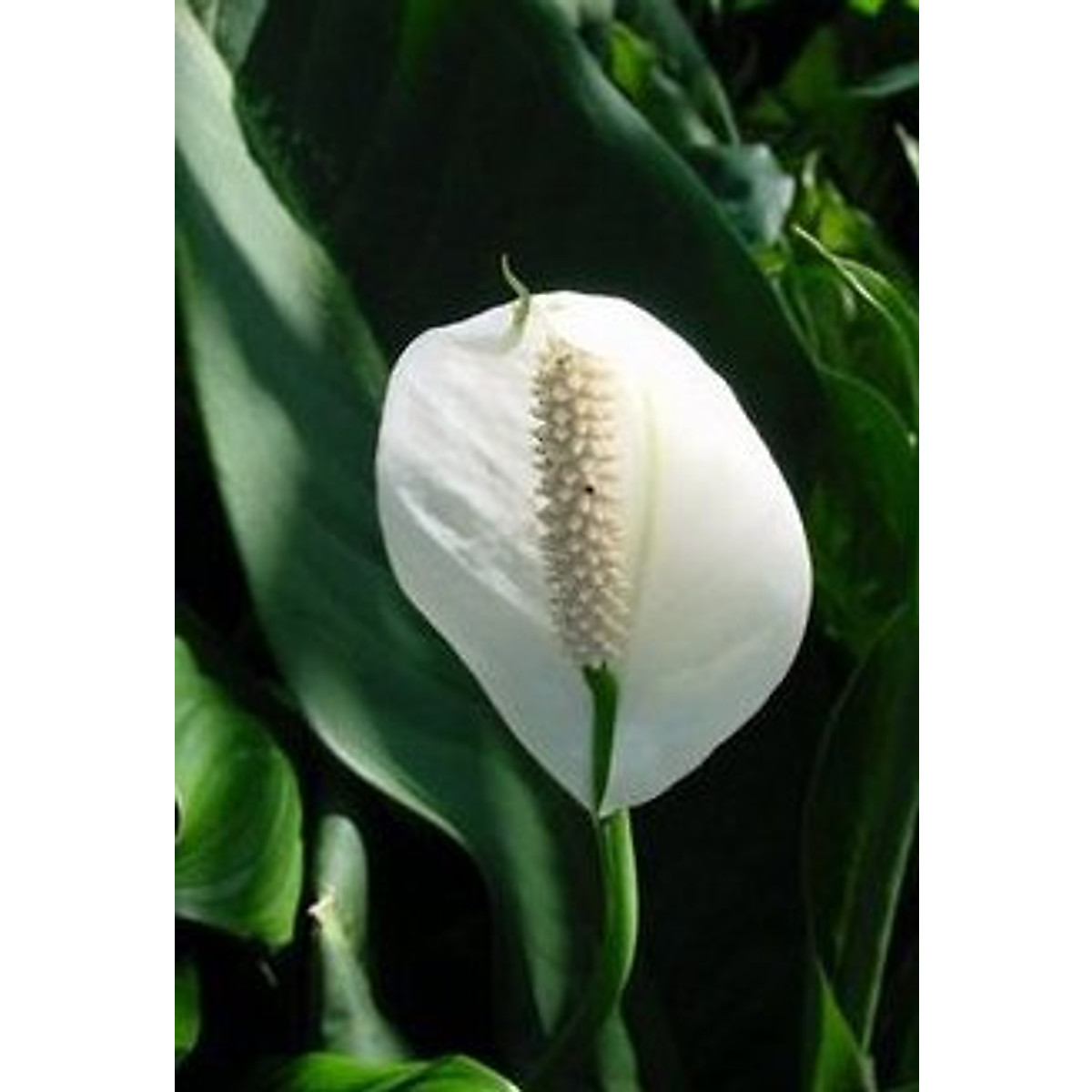 Bonsai Boy's Flowering Peace Lily Bonsai Tree spathiphyllum