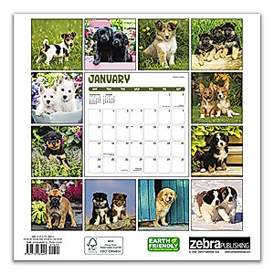 Puppies 2021 Wall Calendar
