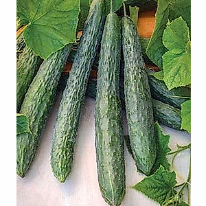 "Green Dragon" Cucumber Seeds for Planting, 50+ Heirloom Seeds Per Packet, (Isla's Garden Seeds), Non GMO Seeds, Botanical Name: Cucumis sativus, 90% Germination Rate