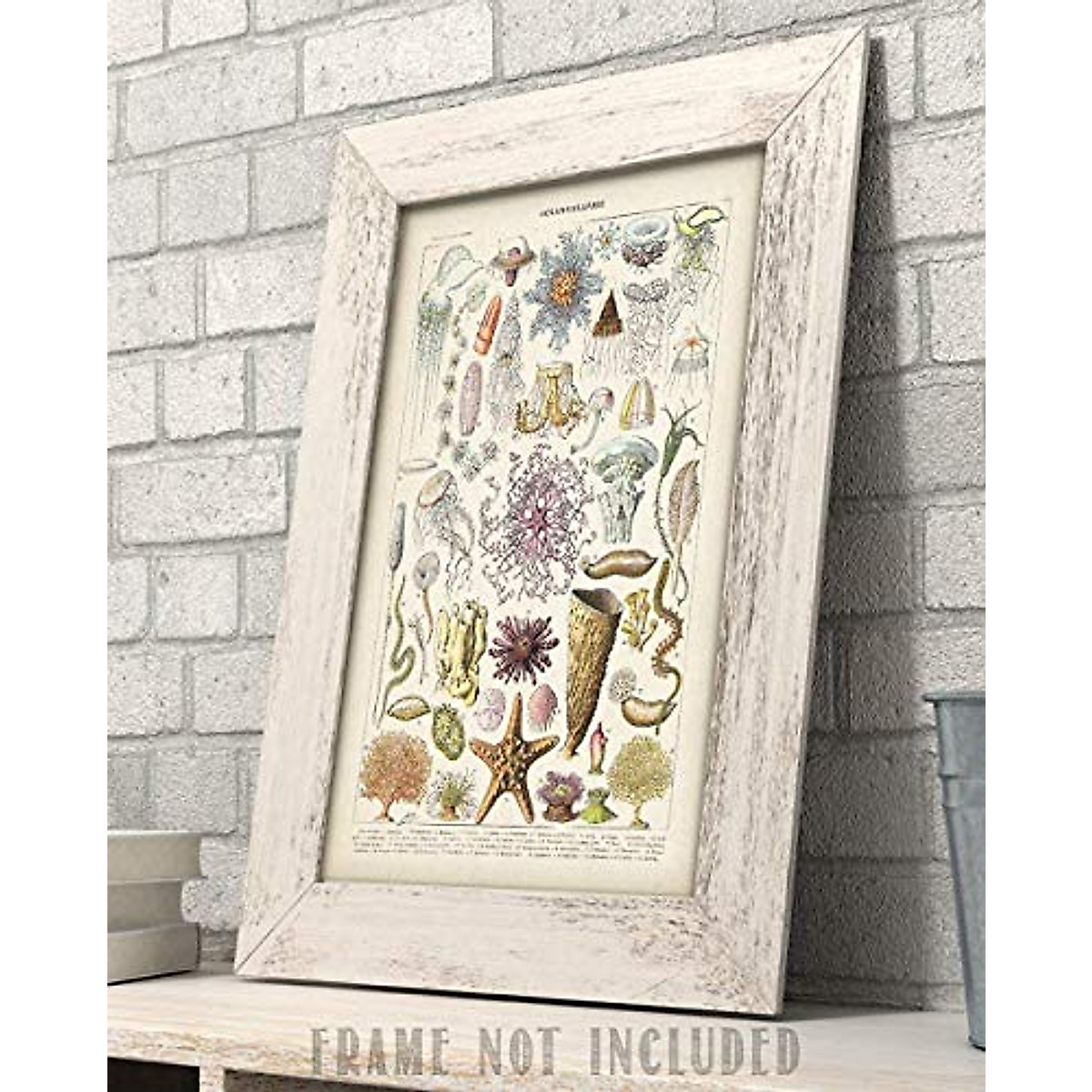 Vintage Crustaceancore Ocean Life Jellyfish Marine Biology Science Illustration Art Print by Meishe | 11x14 Unframed Art Print Poster | Great Beach House Wall Decor Poster Under $15