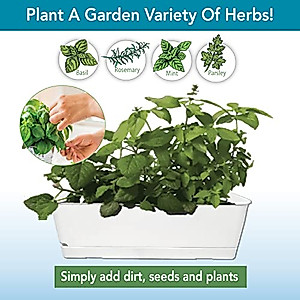 Product Trend Blooming Shelf for Window-Mounted Herbs, Grow Flowers, Succulents, and Vegetables, Indoor Rectangular Planter with Drainage Holes, 4 Inches x 11.2 Inches x 5.3 Inches, White, Pack of 2