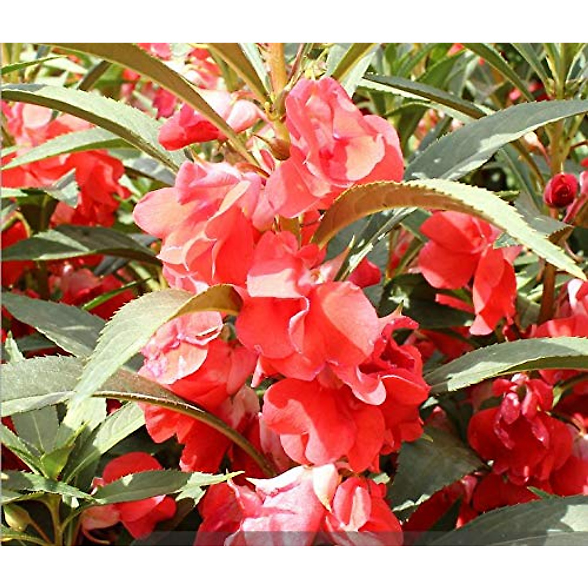 100+ Mixed Impatiens Balsamina Balsam Camelia Impatiens Seeds Double Flower Touch Me Not