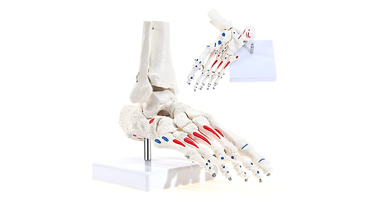 SKUMOD Human Foot & Ankle Skeletal Model for Medical Study