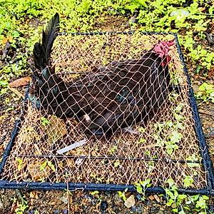 DSQSTMR Bird Trap Pigeon Sparrow Quail Starling Chicken Live Animal Control Spring Traps Snares for Trapping Catching Net