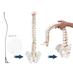 Winyousk Medical Spine Model, Life Size Flexible Anatomical Human Spine Model, Spine Model with Vertebrae, Nerves, Arteries, Lumbar Column and Male Pelvis - Mount on a Stand