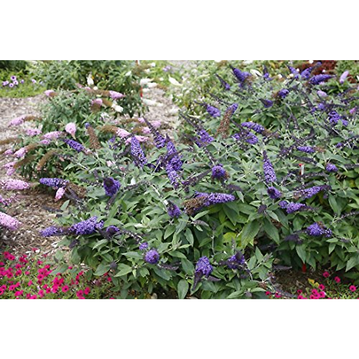 Pugster Blue Butterfly Bush (Buddleia) Live Shrub, Blue Flowers, 1 Gallon