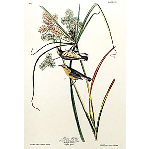 Prairie Warbler. From"The Birds of America" (Amsterdam Edition)