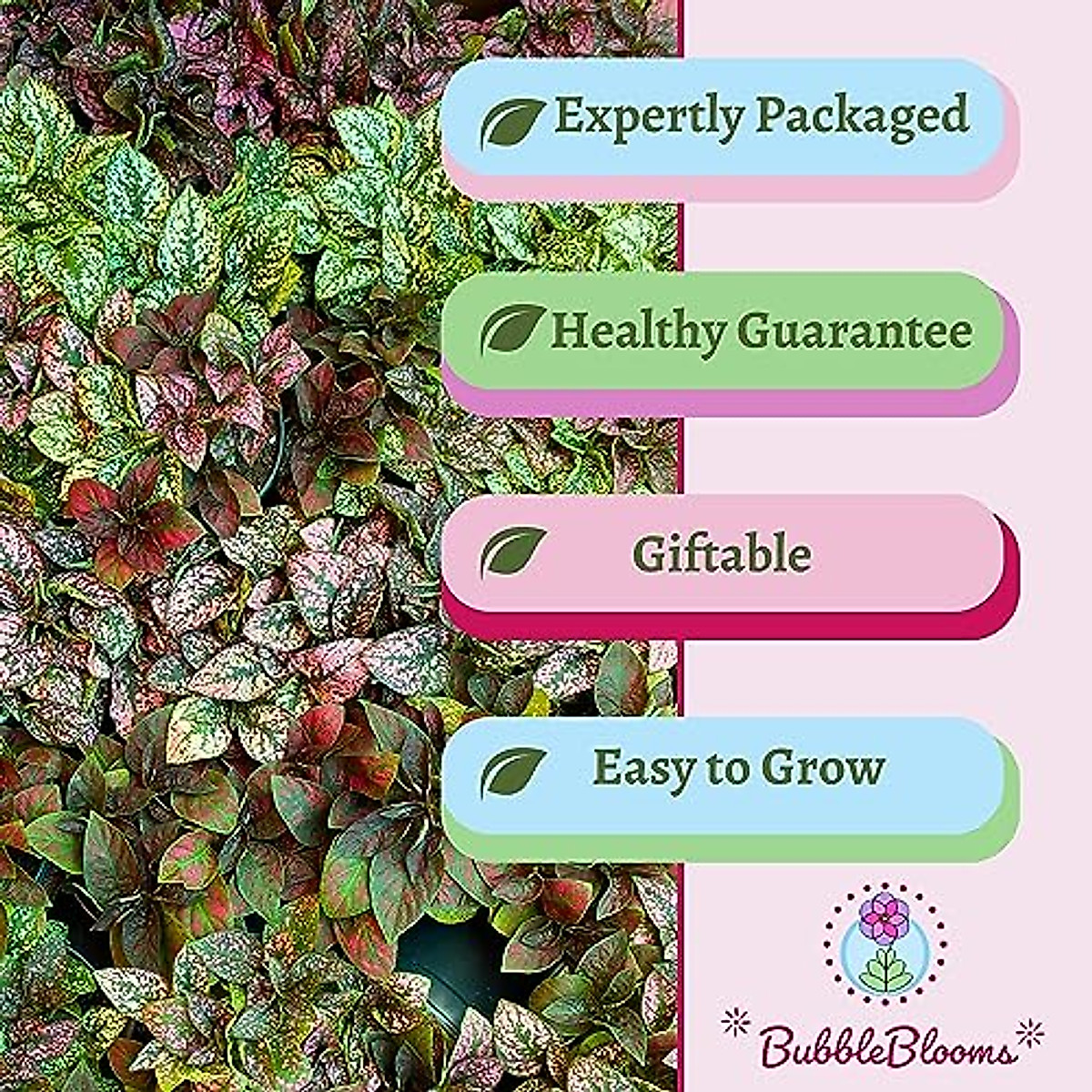 Polka-dot-Plant, Hypoestes phyllostachya, Live in a 2 inch Pot Tiny Mini Pixie Plant