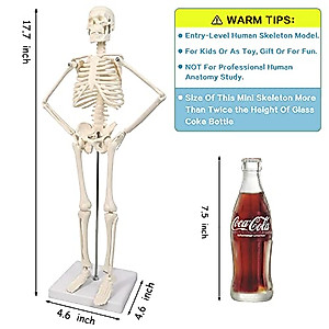 2024 New HADWYN Scientific Human Body Model for Anatomy,Human Skeleton Model,Full Body 17.7“ High with Movable Arms and Legs Bones Structures,Whole Spine and Ribs of The Skeleton Model are Integrated