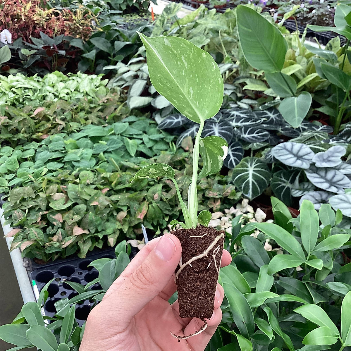 Monstera Thai Constellation Starter Plant