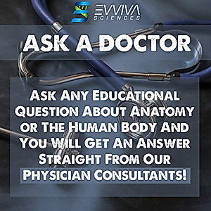 Evviva Sciences Human Heart, Torso, and Skeleton Models - Hands-On 3D Model Study Tools for Anatomy and Physiology Students with Anatomical Guide Booklet, Learning + Educational Kit