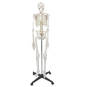 ZENY Life Size 70.8" Human Anatomical Anatomy Skeleton Model with Stand, Scientific Anatomy Human Body Model for Study