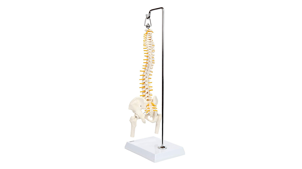 Axis Scientific Mini Spine Model for Anatomy Education