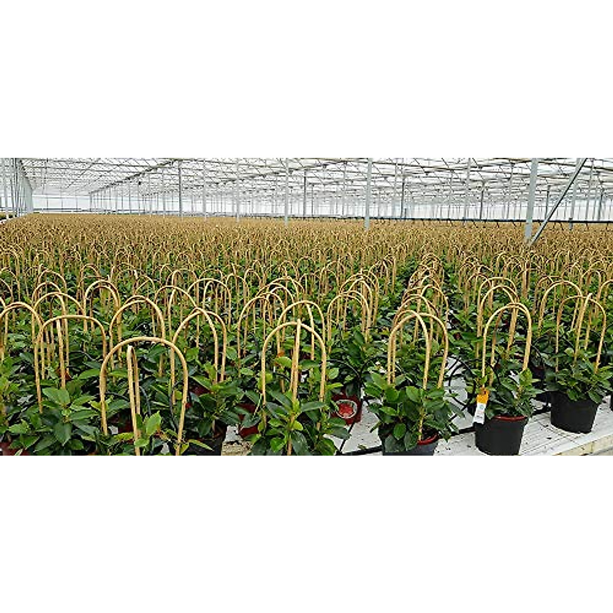 10-Packed In Carton, 18" Natural Bamboo U Trellis Support For Climbing Plants, U Hoop Trellis Perfect For Potted Plant Growing