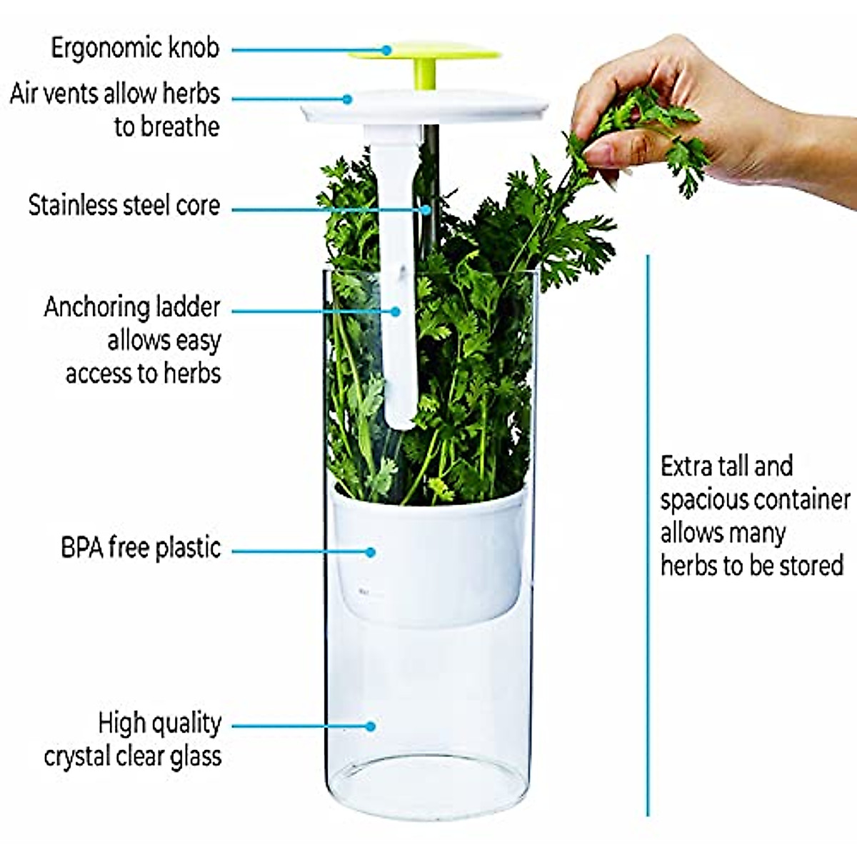 NOVART XXL Herb Keeper and Herb Saver – Glass Storage Container for Cilantro, Mint, Parsley, Asparagus, Keeps Greens Fresh for 2-3 Weeks
