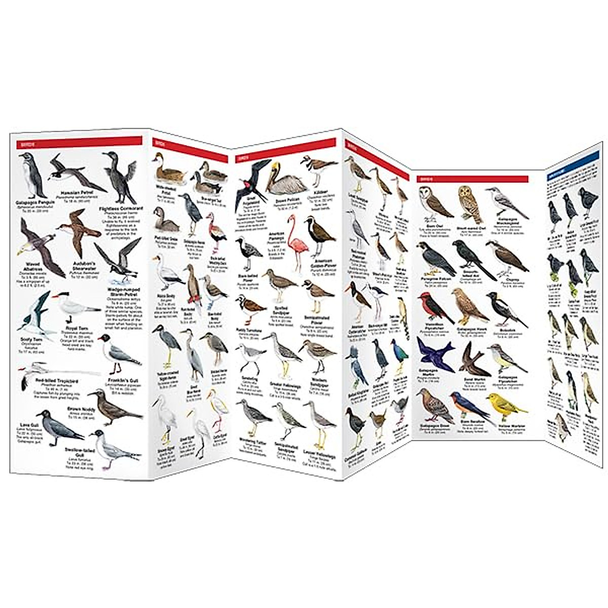 Galapagos Wildlife: A Folding Pocket Guide to Familiar Animals (Nature Observation International)