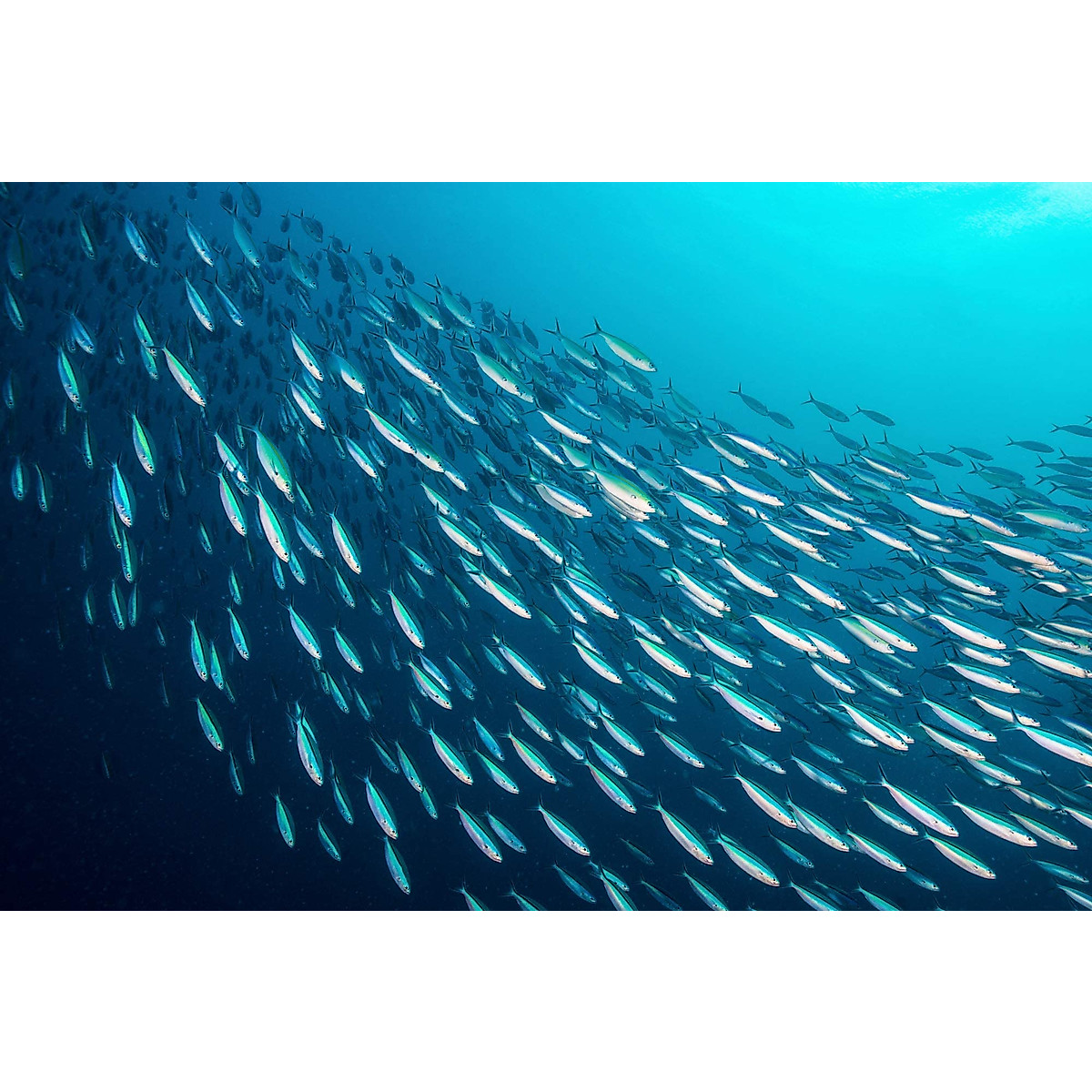 Season Sardines in Water – No Salt Added, Wild Caught, 22g of Protein, Keto Snacks, More Omega 3's Than Tuna, Kosher, High in Calcium, Canned Sardines – 4.37 Oz Tins, 12-Pack