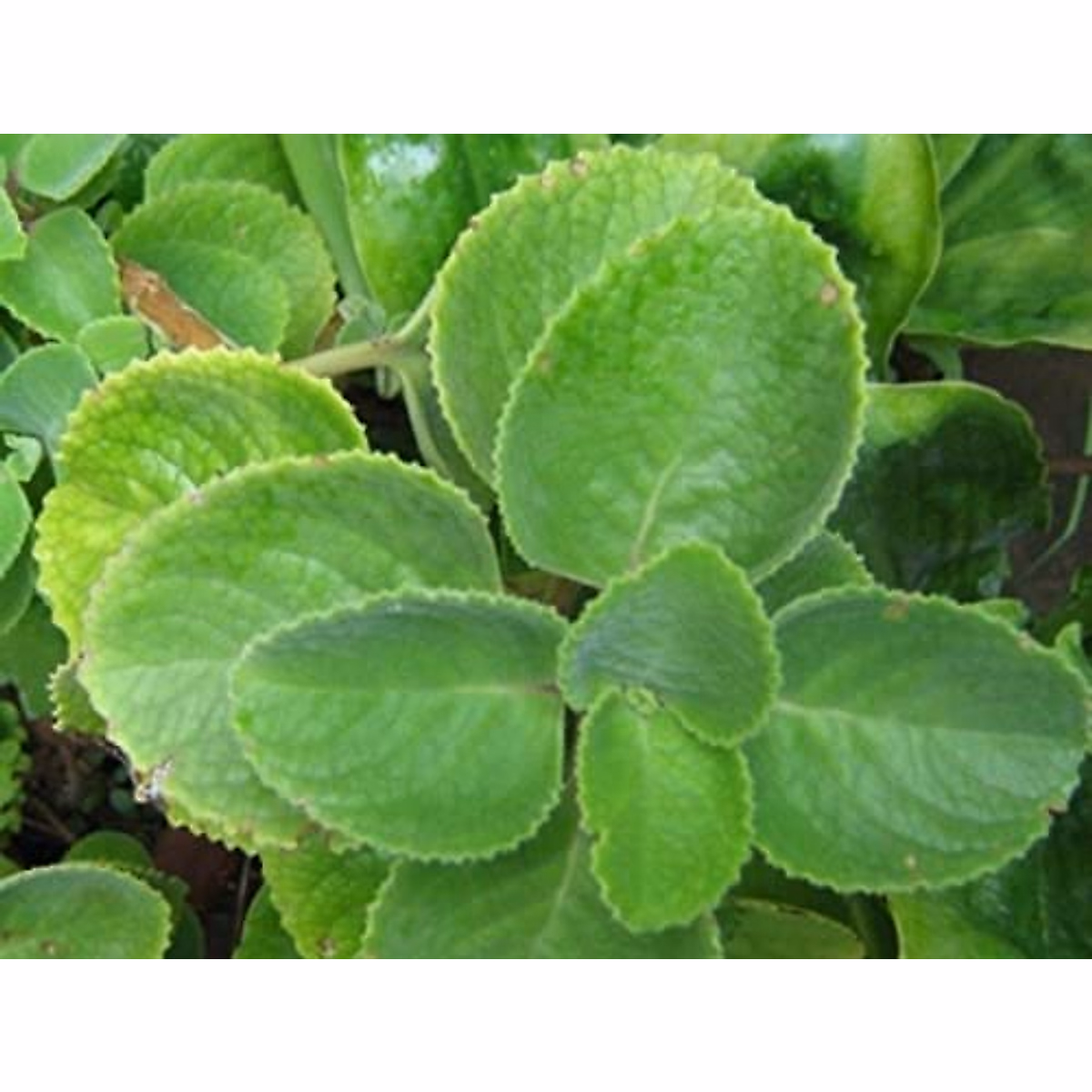 2 Cuban Oregano Live Plants Mexican Mint Spanish Thyme Rooted Vegetable 5 to 7 Inches Planting Ornaments Perennial Garden Ready to Grow Pot