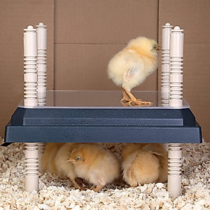 Pitalok Brooder Heater for Chicks: Chick Brooder Heating Plate with Easy- Cleaning Plate Poultry Coop Heater Chicks Warmer 10" x 10" for 15 Chicks Adjustable Height Brooding Heater 15 Watts