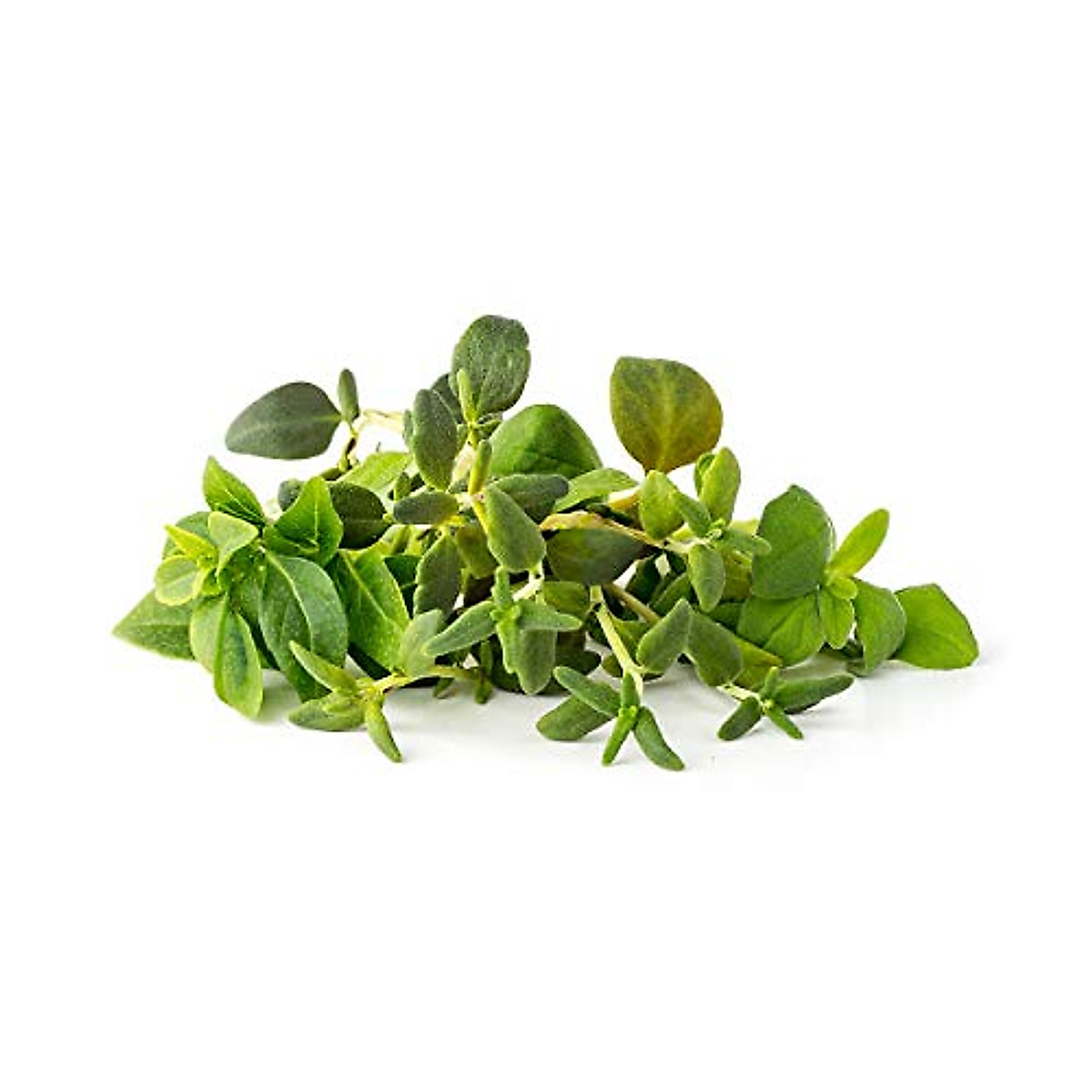 Click and Grow Italian Herb Plant Pod Mix (3 Thyme, 3 Dwarf Basil, 3 Marjoram), 9-Pack