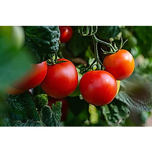 Set of 60 Premium Variety Herbs and Vegetables - Deluxe Garden Choices for Premium Gardening! (60 Premium Seeds)