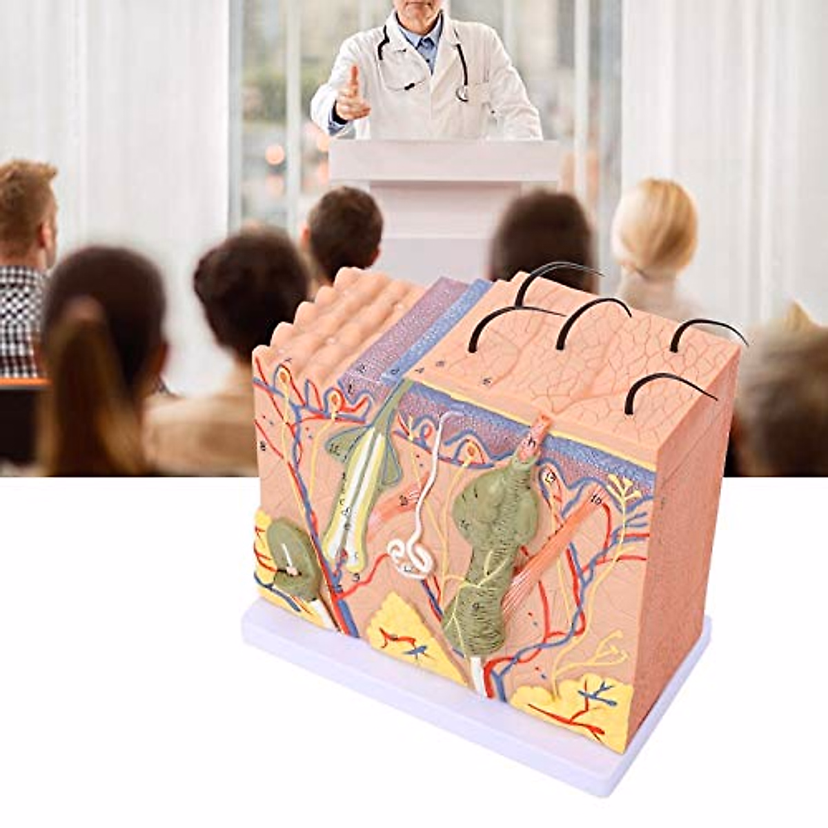 50X Skin Model Biology Education Laboratory Model Skin Model Skin Magnified Model Laboratory Skin Model for Teaching