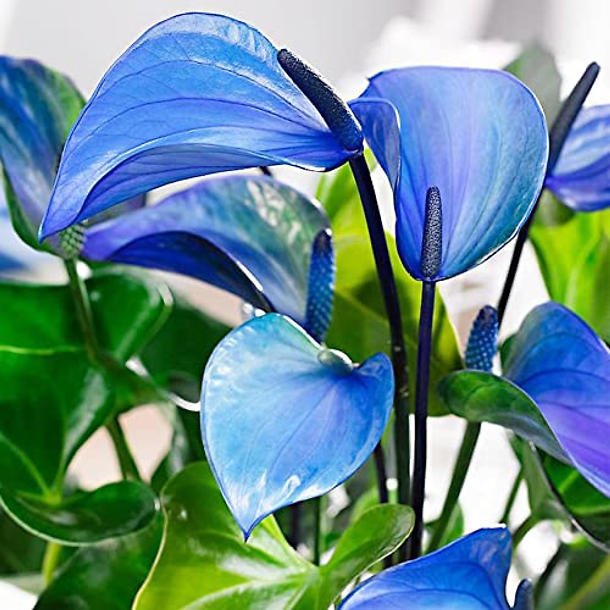 QAUZUY GARDEN 100 Seeds Blue Anthurium-Tailflower Flamingo Laceleaf Flower Seeds Tropical  Exotic Plant Purify Indoor Air Velvet Cardboard Easy to Grow & Maintain