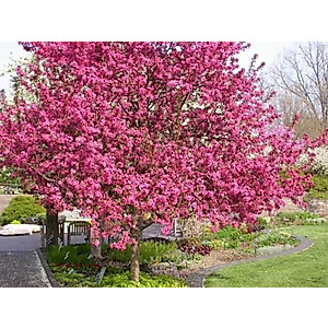 Prairie Fire Crab Apple, Malus Prairiefire, Tree 30 Seeds