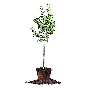 PERFECT PLANTS Dorsett Apple Tree Live Plant, 4-5', Includes Care Guide