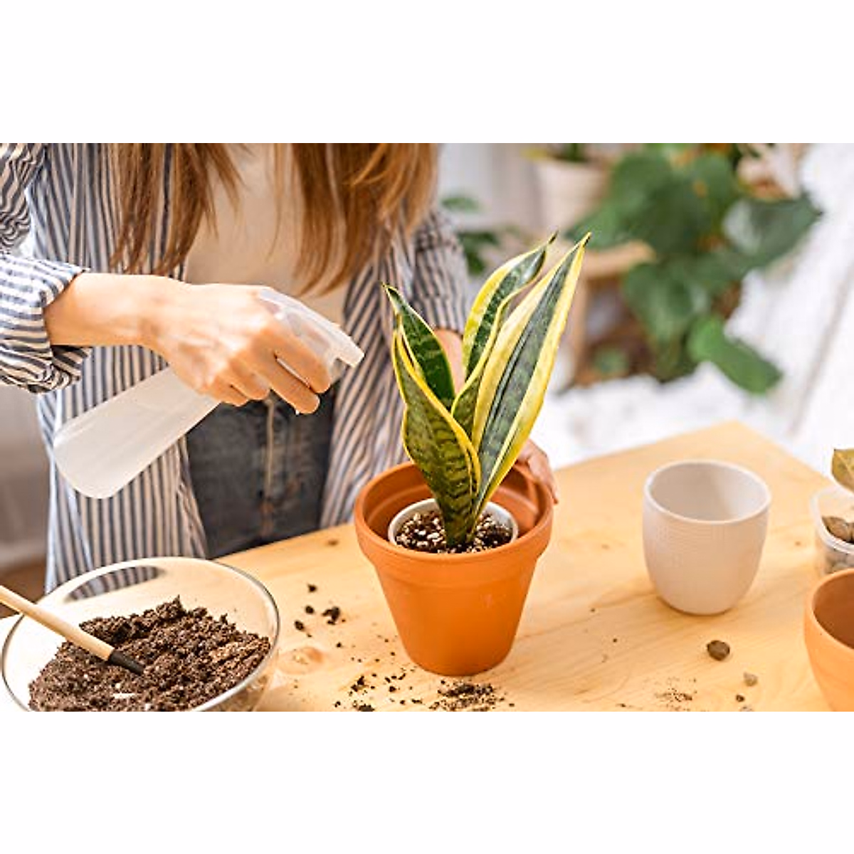 Live Snake Plant, Sansevieria trifasciata Superba, Fully Rooted Indoor House Plant in Pot, Mother in Law Tongue Sansevieria Plant, Potted Succulent Plant, Houseplant in Potting Soil by Plants for Pets