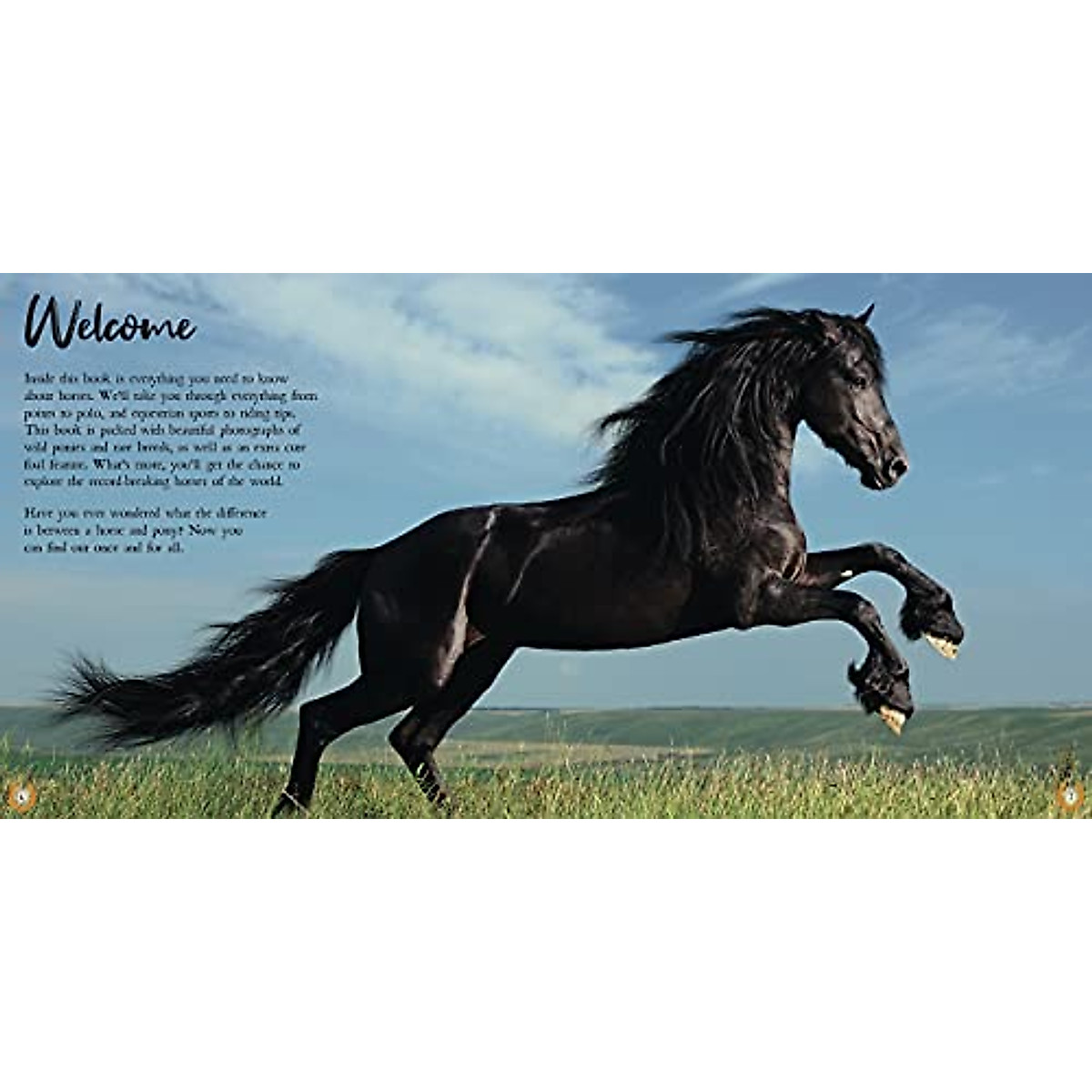 The Book of Horses: The ultimate guide to horses around the world