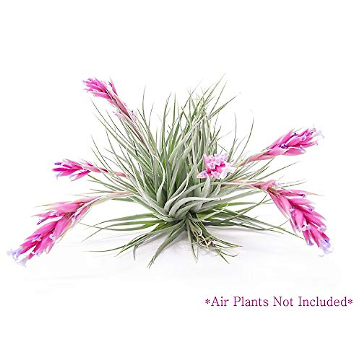 Tillandsia Air Plant Food | Fertilizer Kit with Spray Bottle and Mister | Encourages Air Plants to Bloom with Formulated Nutrients by Aquatic Arts