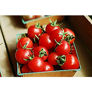 VAACNEE 100 Seeds Indoor Cherry Tomato Dwarf Red and Yellow Tomato Rare Vegetable Heirloom Seeds