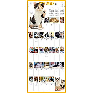365 Kittens-A-Year Picture-A-Day Wall Calendar 2021