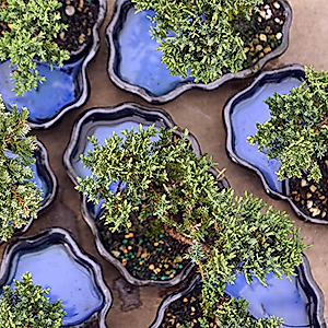 Brussel's Bonsai Live Green Mound Juniper Outdoor Bonsai Tree in Zen Reflections Pot-3 Years Old 6" to 8" Tall-Not Sold in California