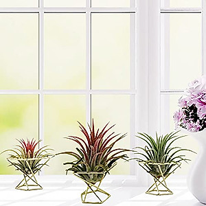 Nwsrayu Pack 5 piece Gold Air plant holder Air Plants Holders Tillandsias Display Air Purifying Plant Container Air Fern Stand Geometric Decor For House, Wedding Party