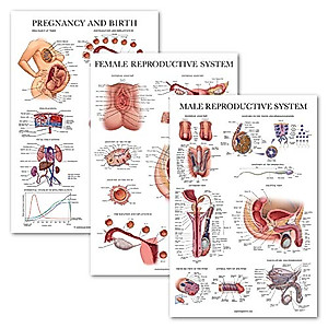 3 Pack - Female Reproductive System Anatomical Poster + Male Reproductive System + Pregnancy and Birth Anatomy Charts