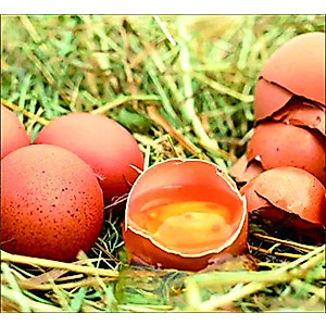 5LB Dried Mealworms 100% Non-GMO, Mealworms for Chickens, Blue Birds, Ducks, Small Pets