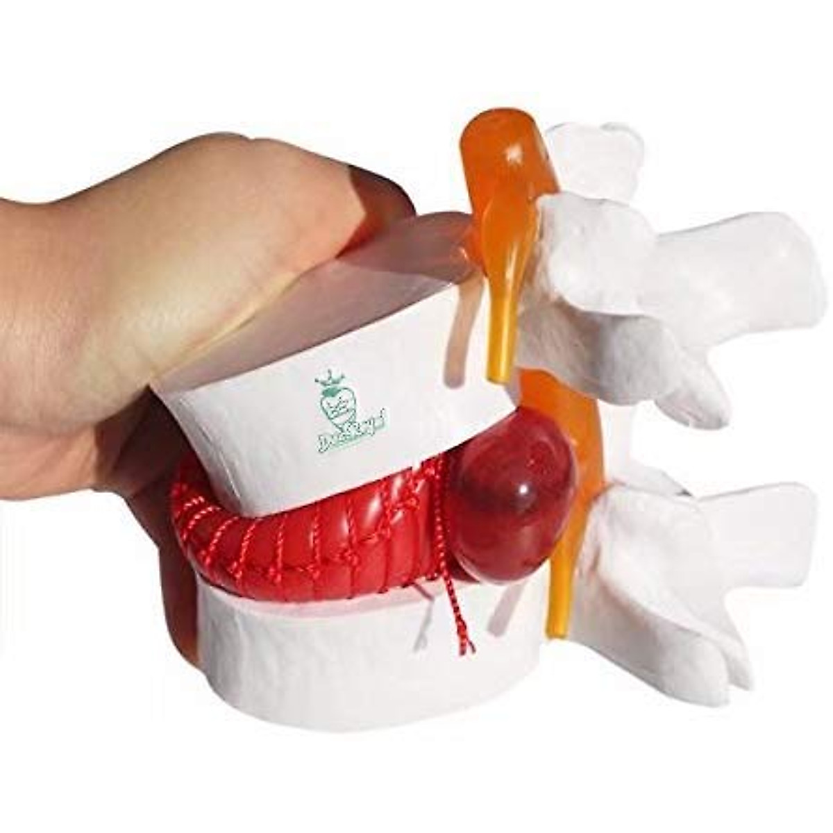 Doc.Royal Anatomical Human Lumbar Vertebrae Degenerative Lumbar Human Spine Model 1PCS