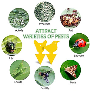 XNFUD 24 Pcs Sticky Traps for Fruit Fly,Whitefly,Fungus Gnat,Mosquito and Bug,Yellow Sticky Insect Catcher Traps for Indoor/Outdoor,Insert/Hang,Extremely Sticky Fly Trap,Non-Toxic,Odorless,2 Shapes…