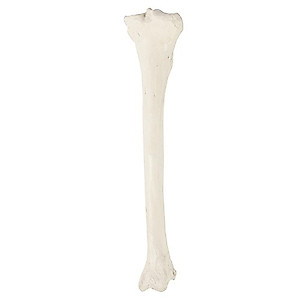 Axis Scientific Tibia Bone Model | Right | Cast from a Real Human Fibula Bone l Lower Leg Bone Model Has Realistic Texture and Important Bony Landmarks | Includes Product Manual