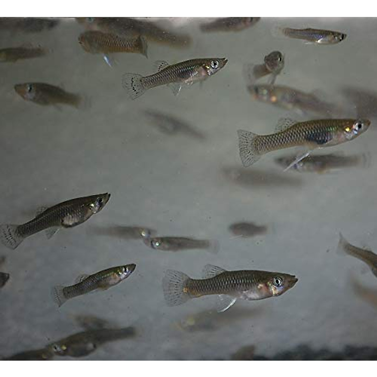 Quinn's Fins- Gambusia affins- Live mosquitofish (20 Pack)