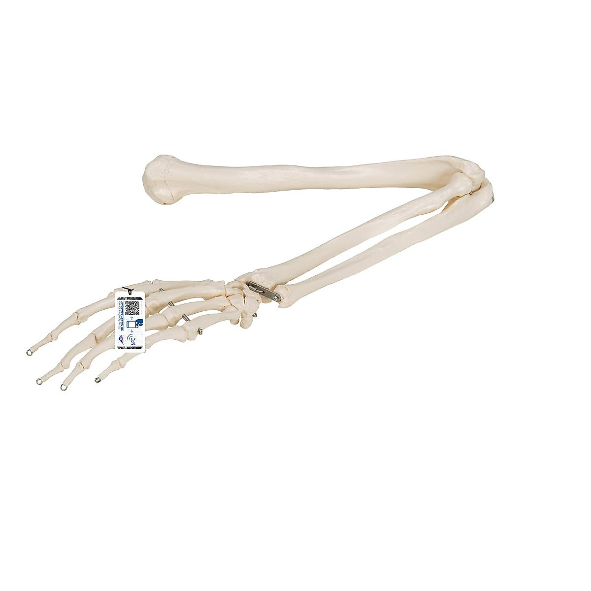 3B Scientific A45 Arm Skeleton - 3B Smart Anatomy
