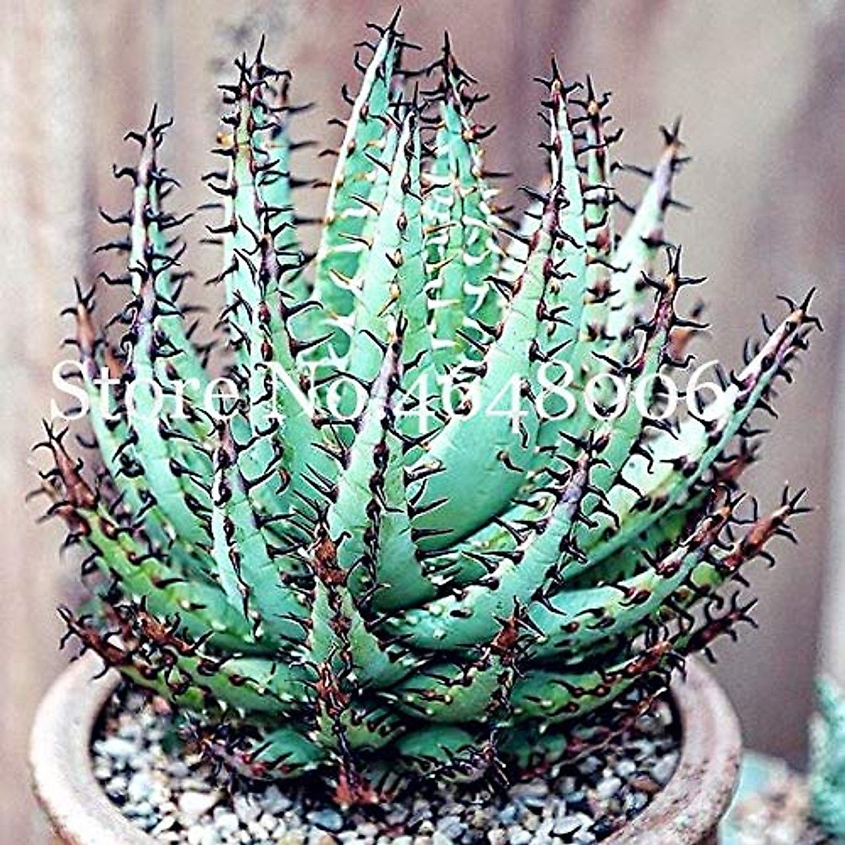 Dichondra Fresh 120 Pcs Aloe Vera Plant Seed for Planting White Green