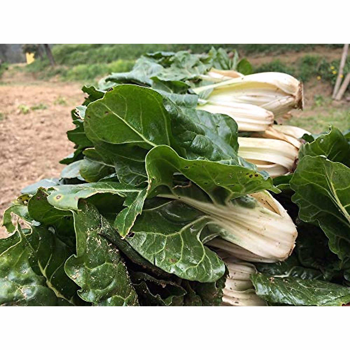 Silver Ice Swiss Chard, 300 Heirloom Seeds Per Packet, (Isla's Garden Seeds), Non GMO Seeds, Botanical Name: Beta vulgaris VAR. cicla