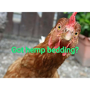 Old Dominion Hemp Small Animal Hemp Bedding, Low Du, Expands to 30 quarts, Reduces Odors, Chicken Bedding, Rabbit Bedding, Reptile Bedding, Hamer Bedding, Gerbil Bedding, Rat & Mice Bedding