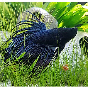 Dwarf Hairgrass Eleocharis Parvula Sp Mini 100% Tissue Culture Easy Freshwater Carpet Live Aquarium Plants Decorations 3 Days Live Guaranteed