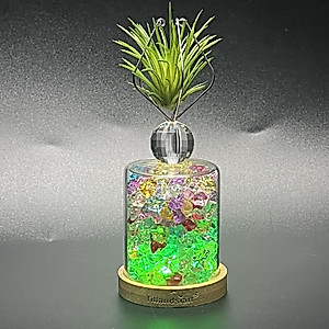 Tillandsiart 3Pack Air Plant Holders (3Pcs Air Plant Containers W/LED Lights) A decorative accessory for setting up air plant display for house decor.